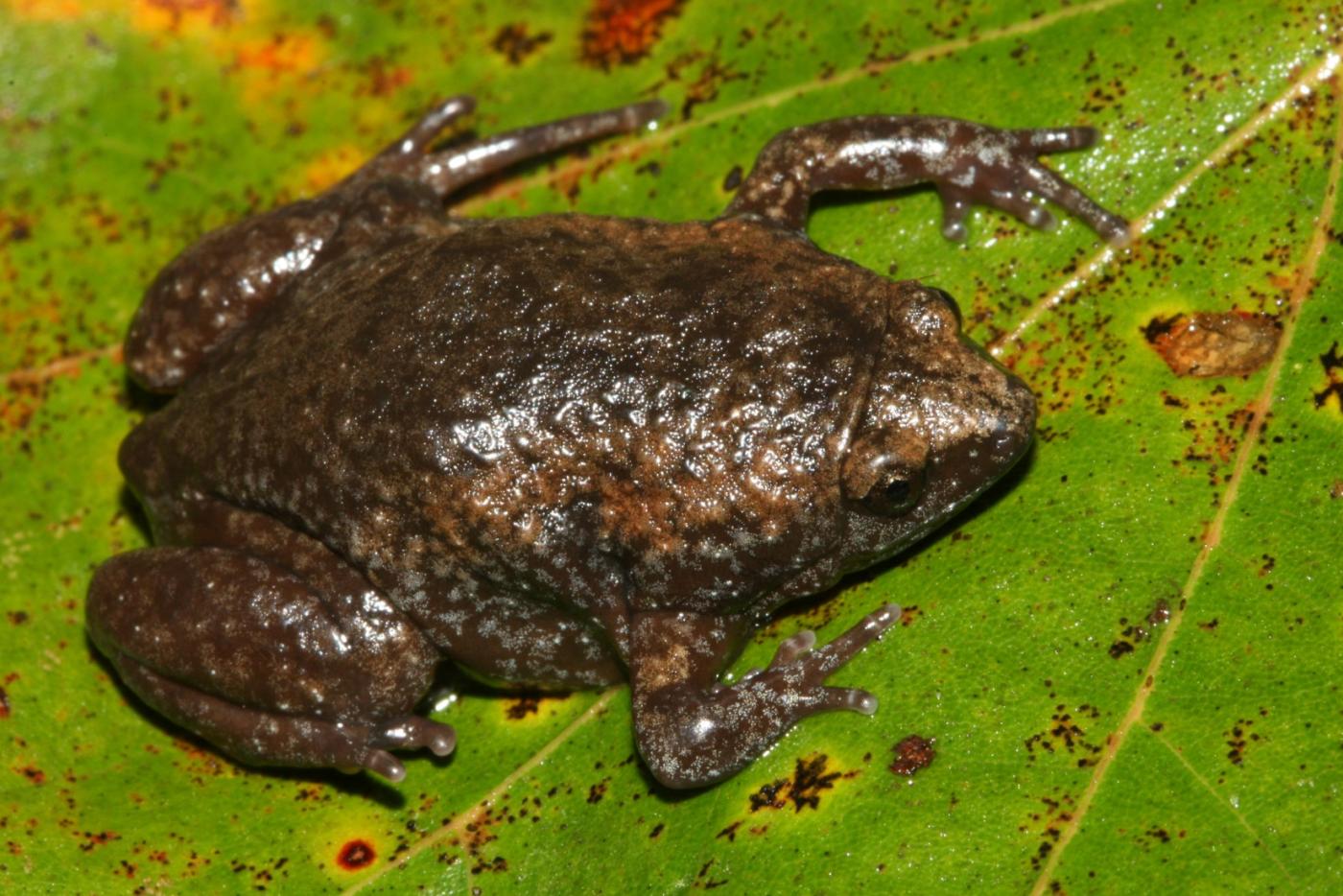 Eastern Narrowmouth Toad | NC Wildlife